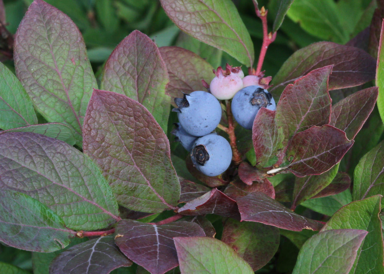 These Bird-Friendly Native Plants are Berry Special | Audubon North ... These Bird-Friendly Native Plants are Berry Special | Audubon North ...