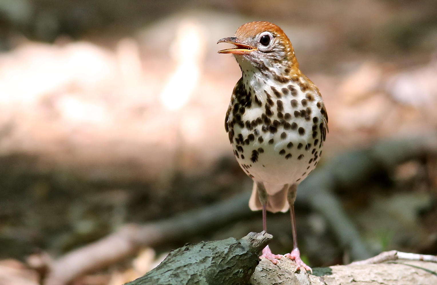 FAQs About Birds Audubon North Carolina FAQs About Birds Audubon North Carolina