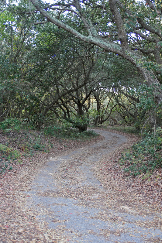 PI Trees and Road | Audubon North Carolina